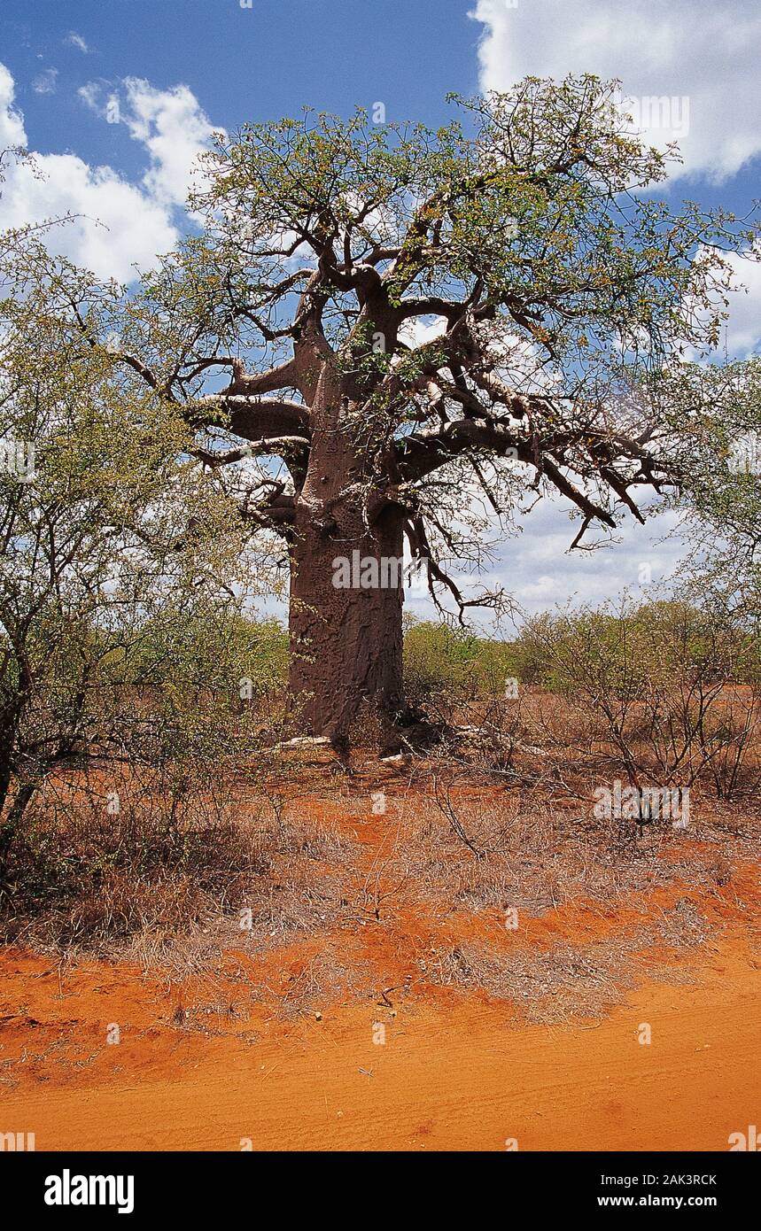 On this photo you can see an age-old Baobab. It is located in the ...