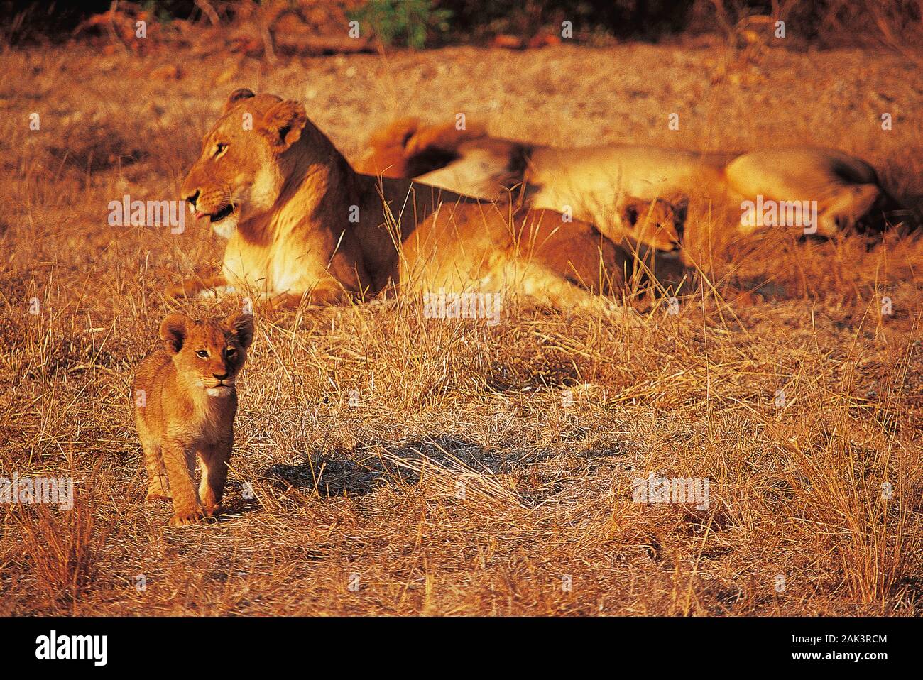 A lion family in the bush of the Kruger National Park near Timbavati ...
