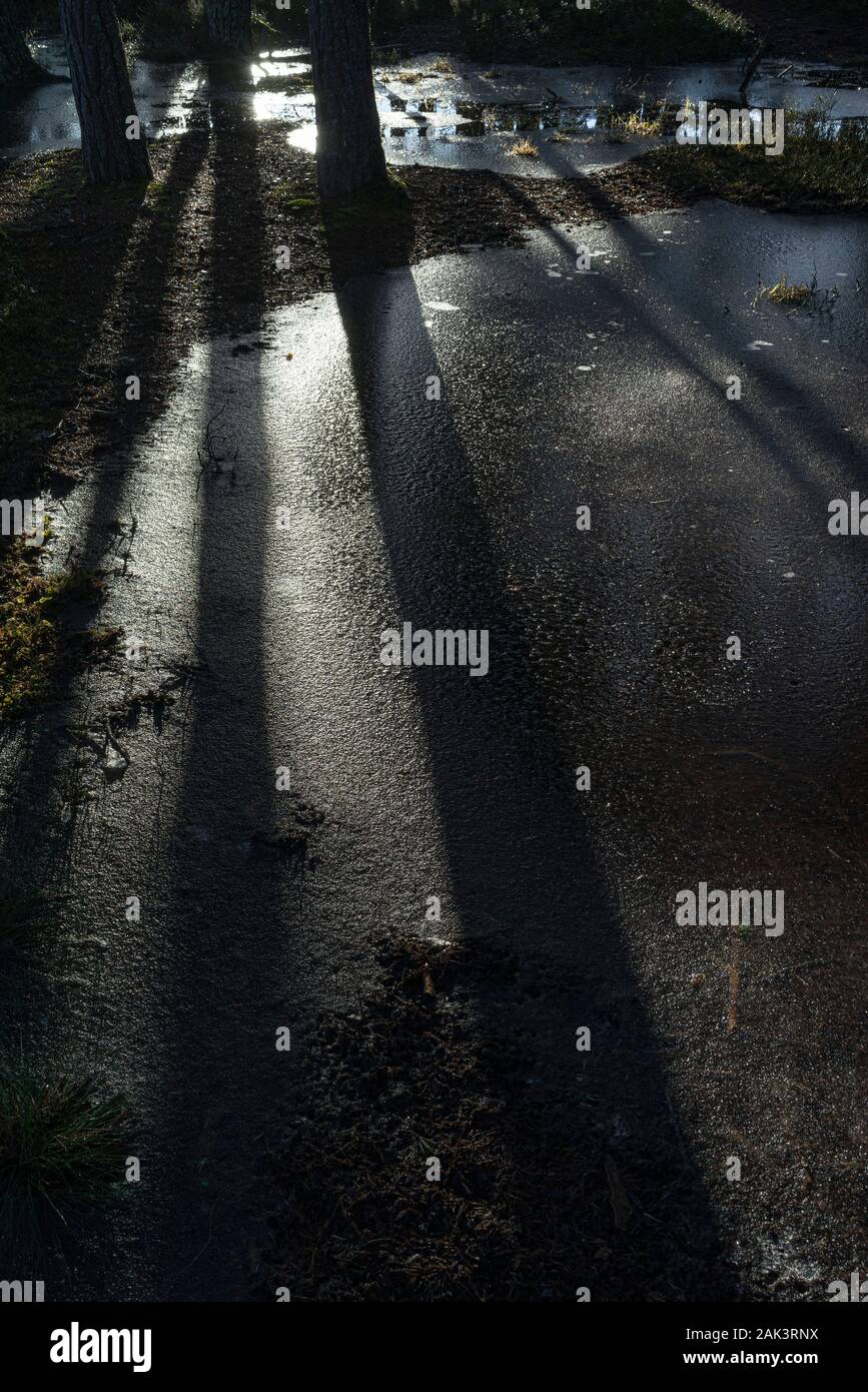Ice and shadow in forest in the Highlands of Scotland Stock Photo - Alamy