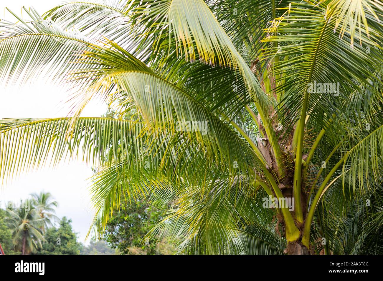 Coconut palm tree Stock Photo - Alamy