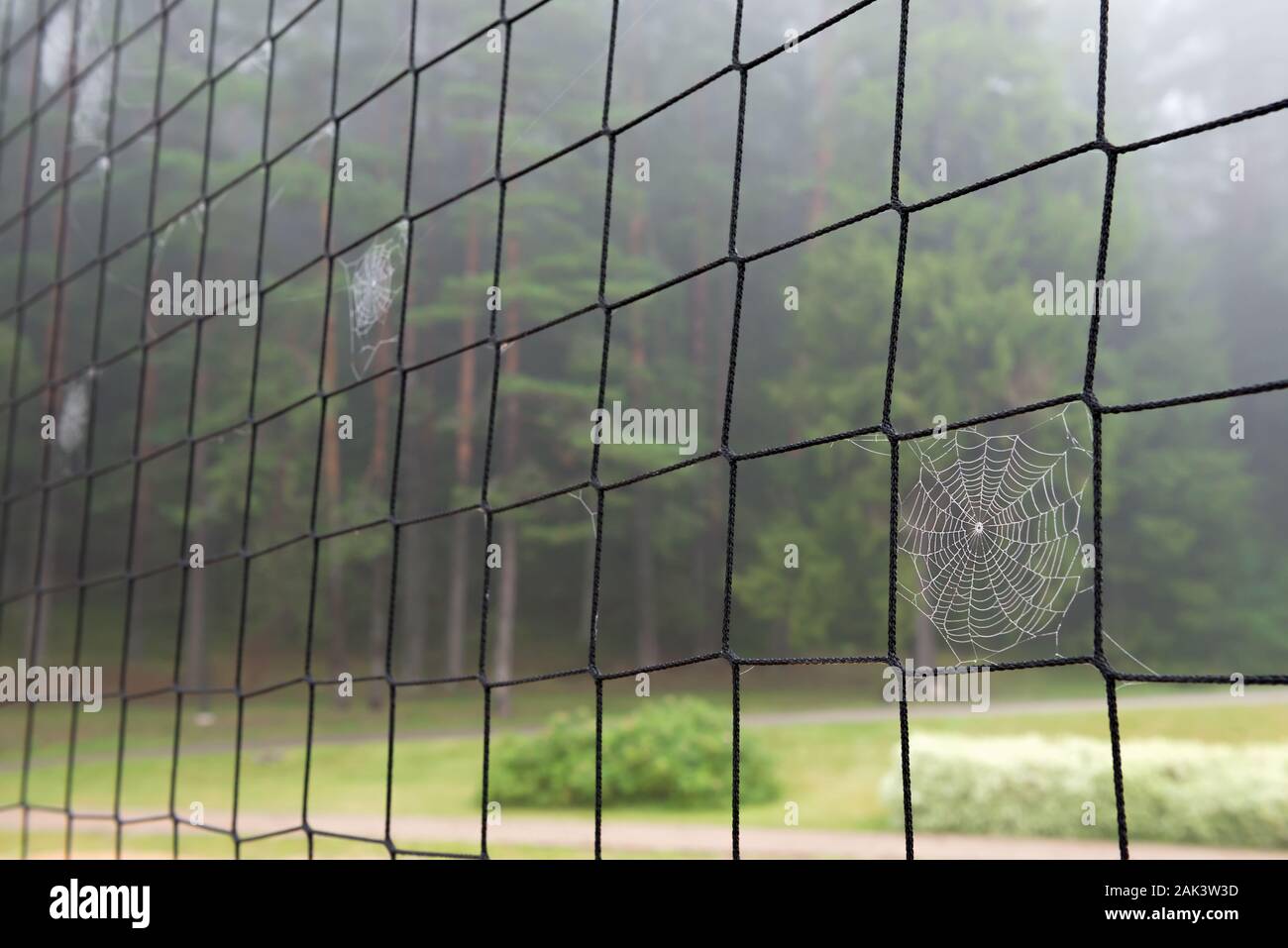 Spider Web Woven in a Volleyball Net Squared Stock Photo - Alamy