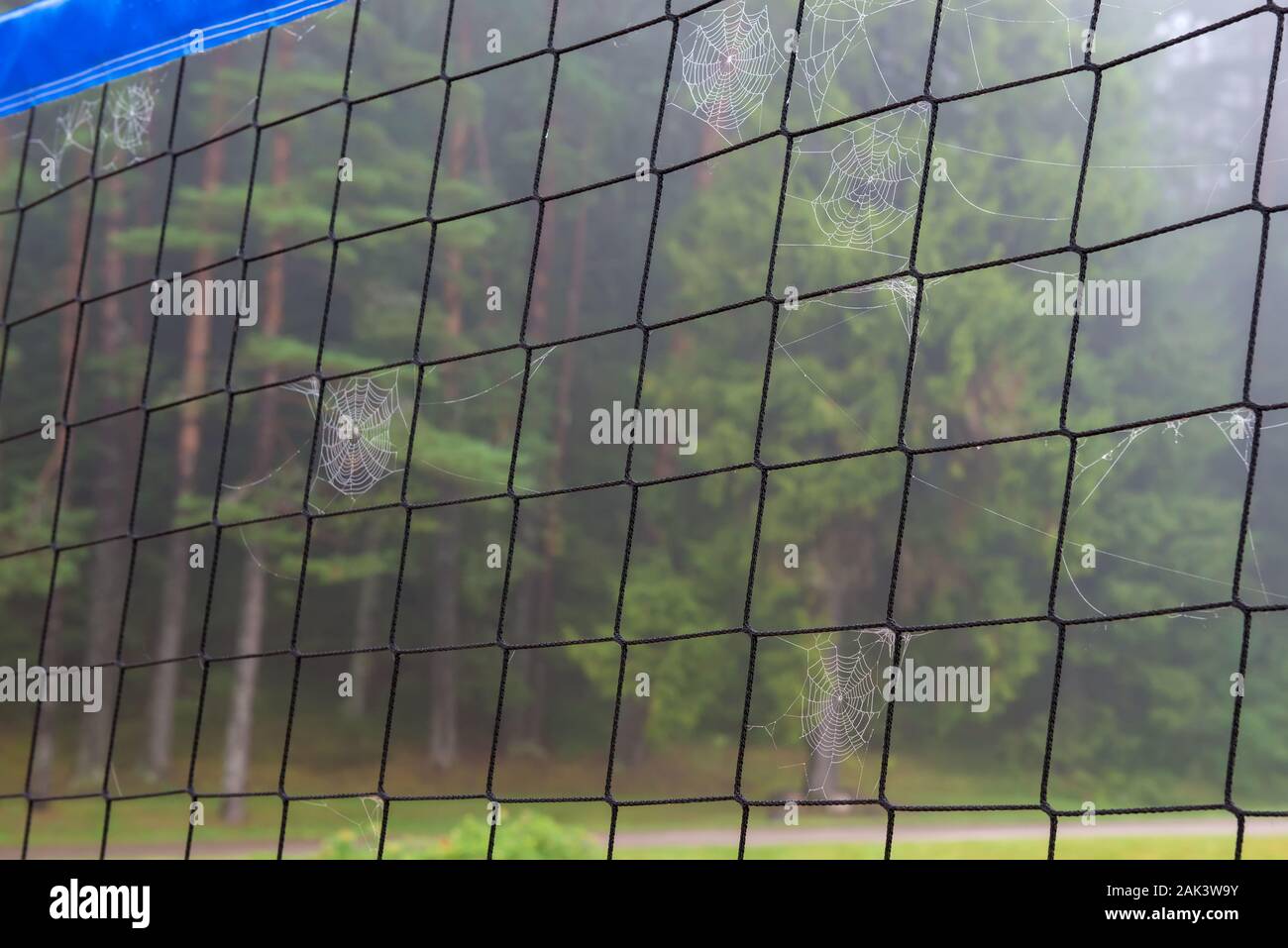 Spider Web Woven in a Volleyball Net Squared Stock Photo - Alamy