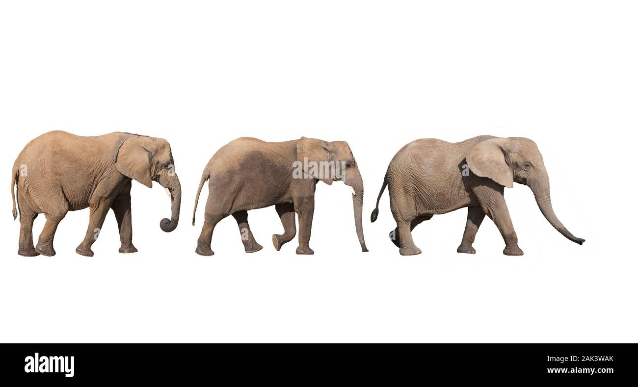 Herd of elephant Cut Out Stock Images & Pictures - Alamy
