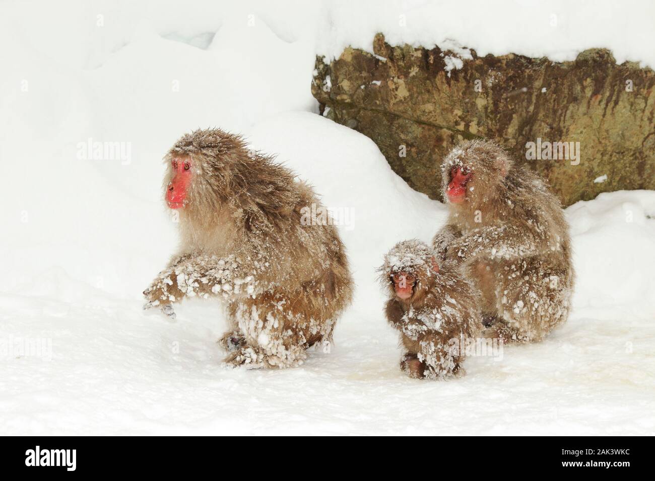 Japon neige hi-res stock photography and images - Alamy