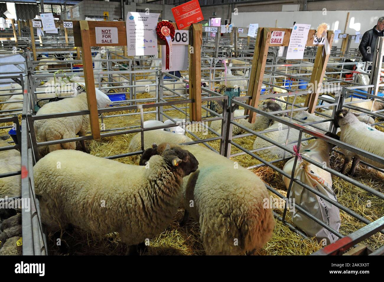 Prize winning sheep on display in a pen at the Royal Welsh Winter Show ...
