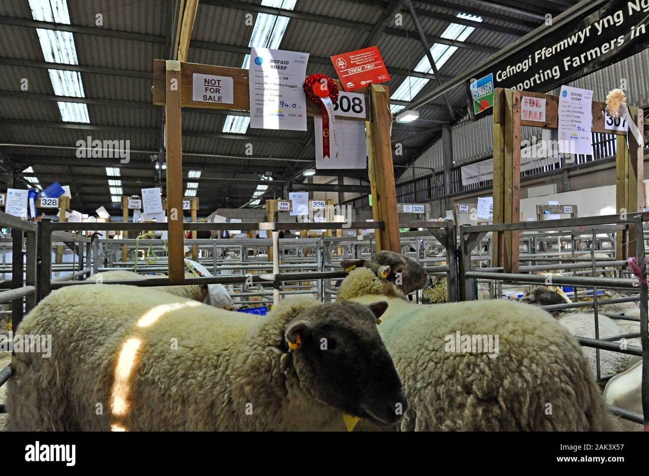 Prize winning sheep hi-res stock photography and images - Alamy