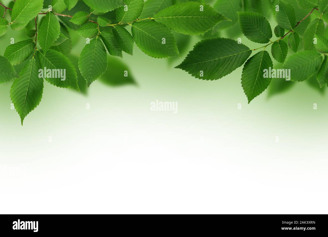 Elm tree leaves hi-res stock photography and images - Alamy