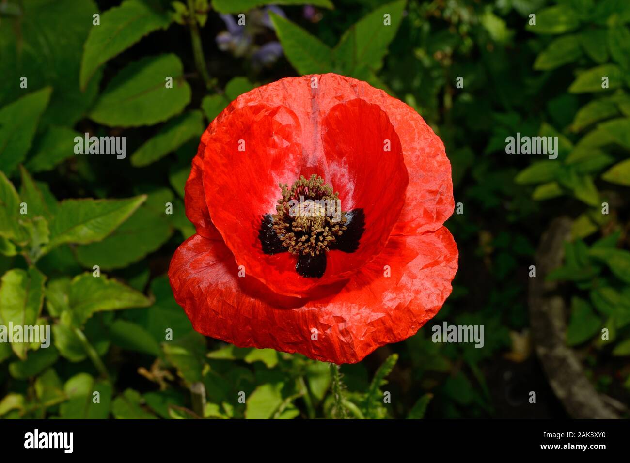 Plant with submediterranean subatlantic distribution hi-res stock ...