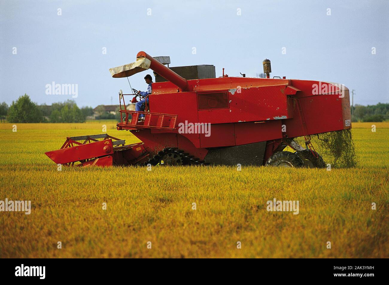 Rice paddy field europe hi-res stock photography and images - Alamy