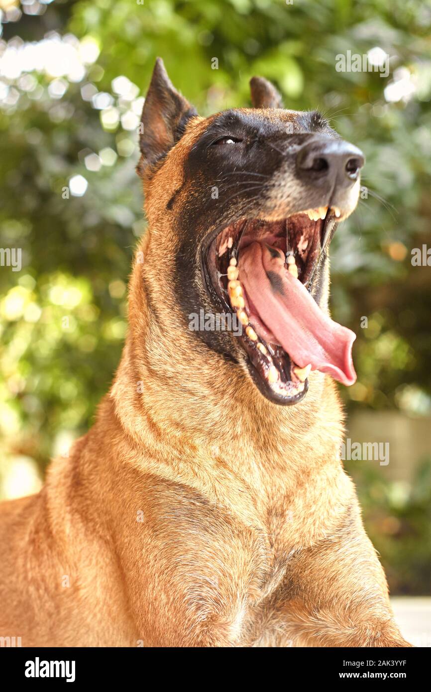 a female belgian malinois laying down under a tree yawning showing her ...