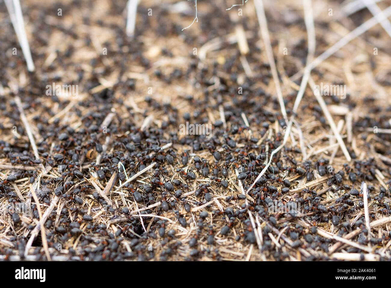 Anthill. A cone-shaped formation constructed from sediment and other ...