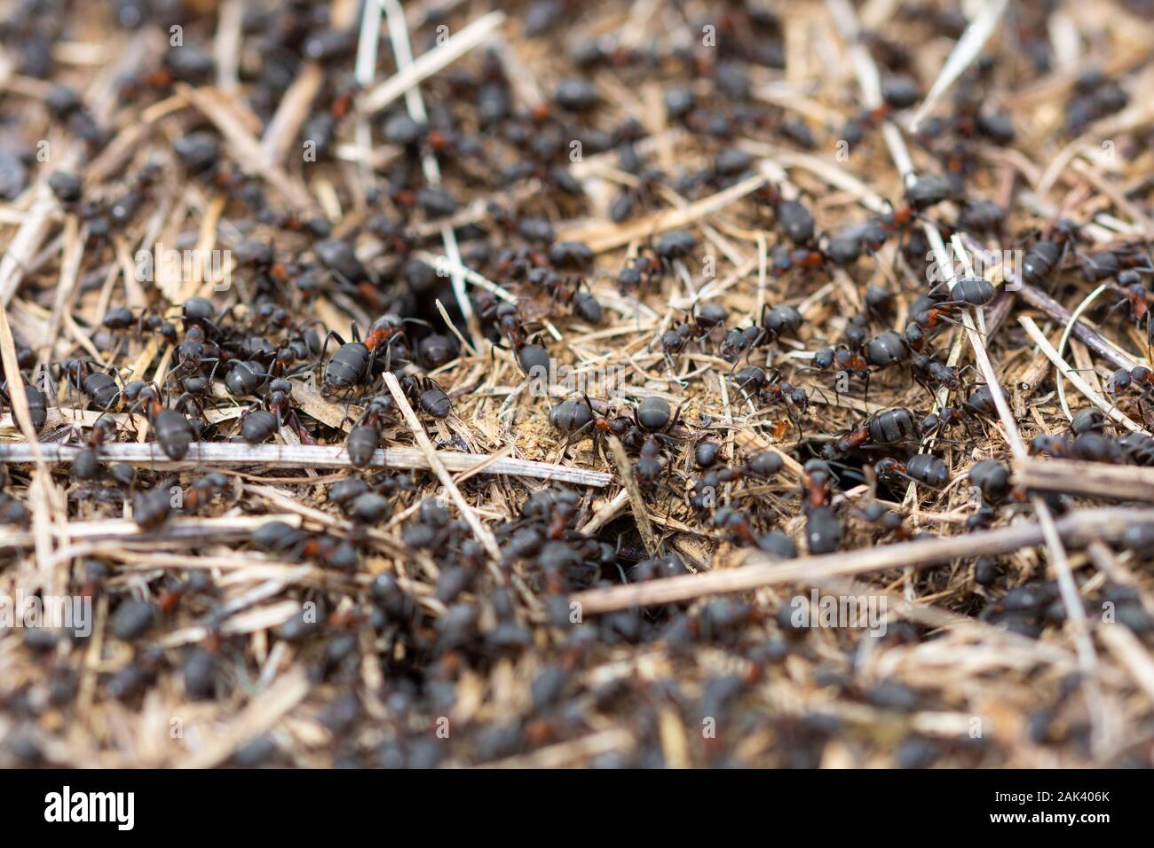 Anthill. A cone-shaped formation constructed from sediment and other ...