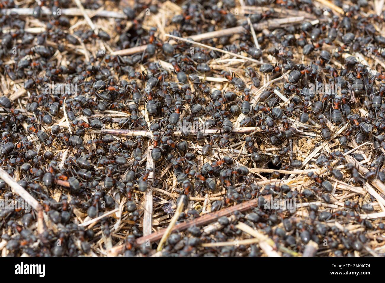 Anthill. A cone-shaped formation constructed from sediment and other ...