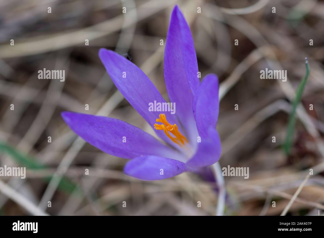 Purple crocus flowers meadow scene. Crocus meadow flowers Stock Photo ...