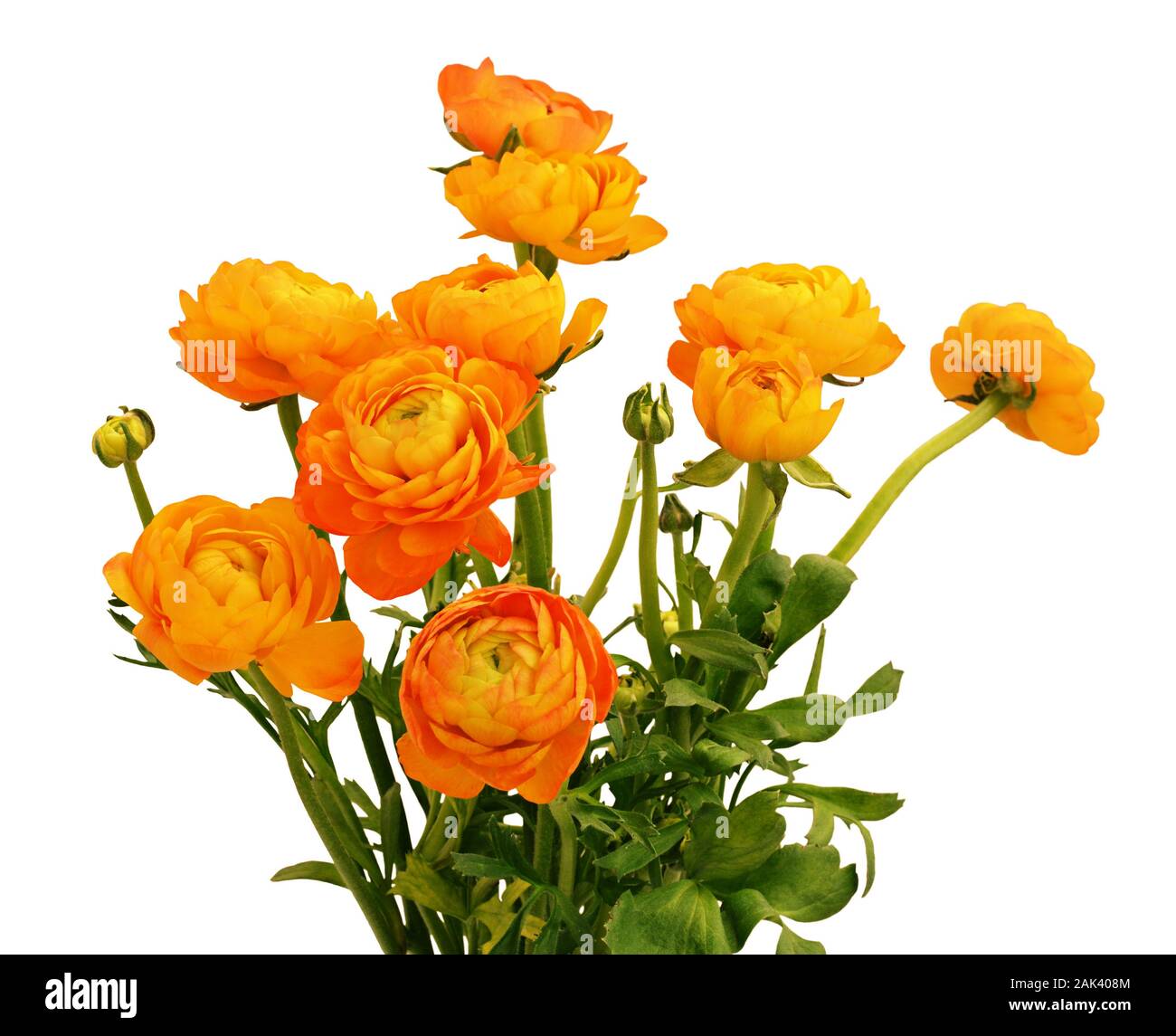 Orange ranunculus flowers bouquet isolated on white background Stock ...