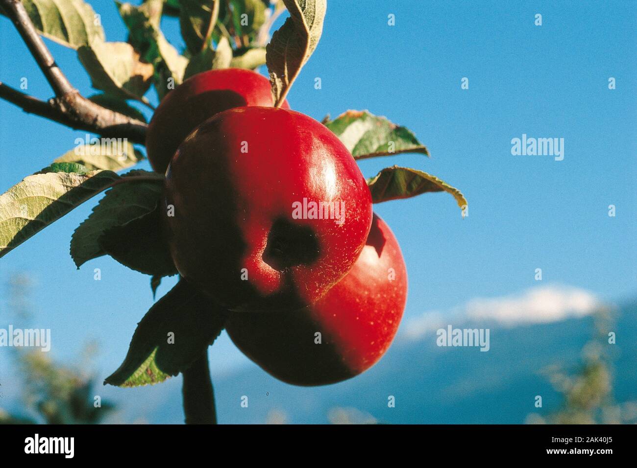 Rote Äpfel aus Südtirol, Italien | usage worldwide Stock Photo - Alamy