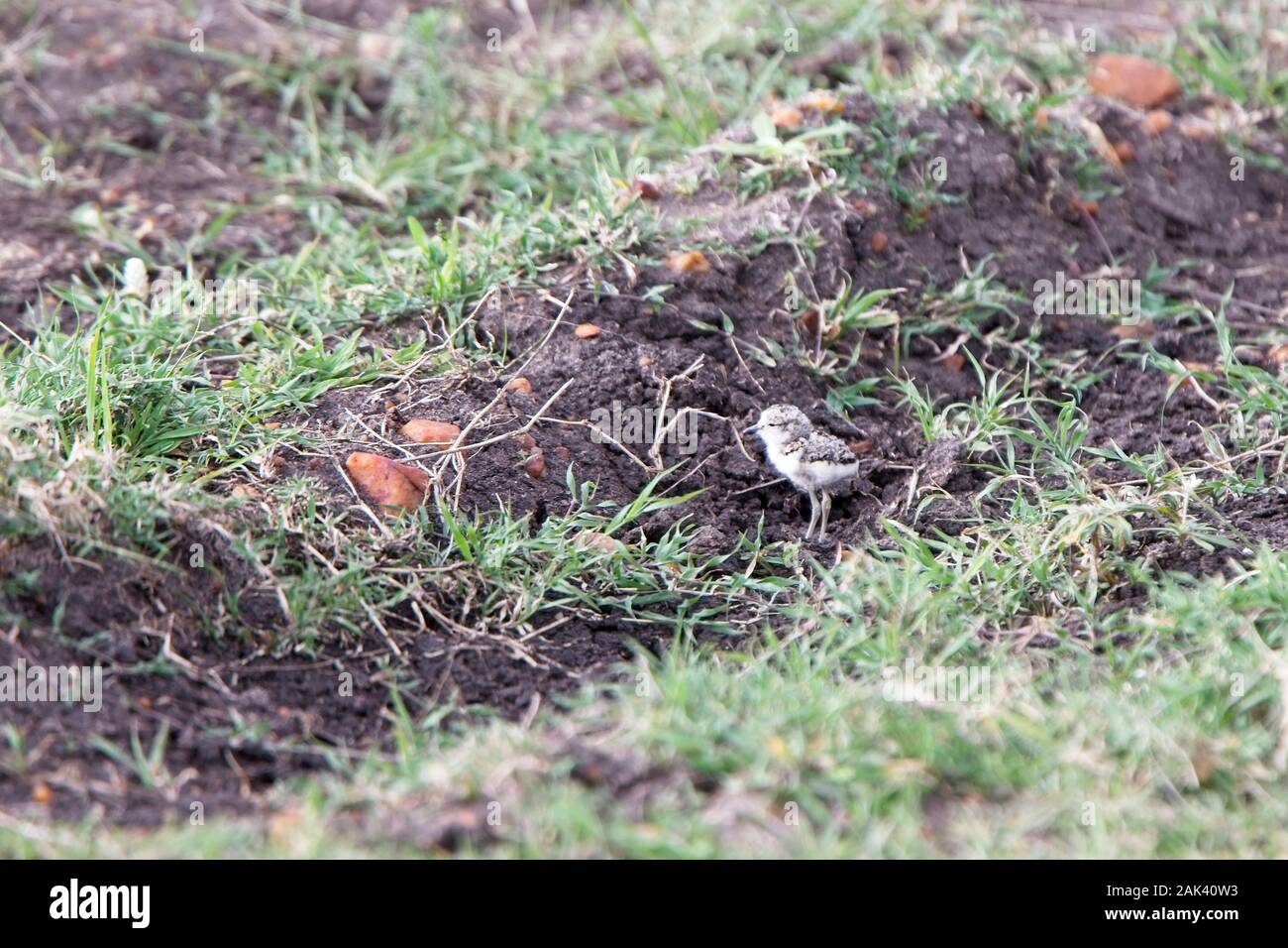 Precocious hi-res stock photography and images - Alamy