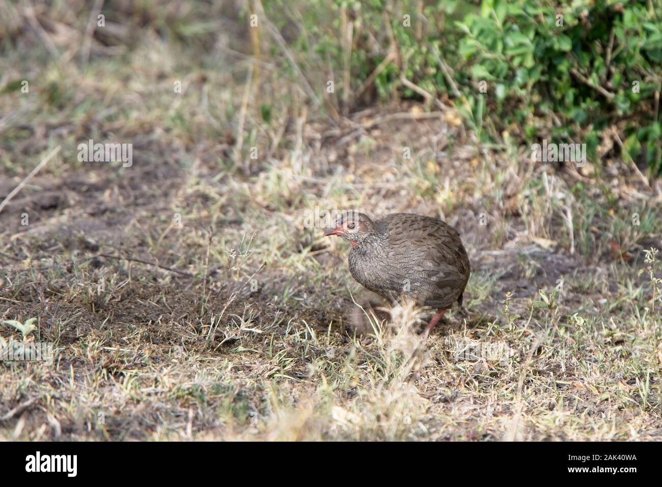 Red-necked Spurfowl (Pternistis afer), female, Maasai Mara, Kenya Stock ...