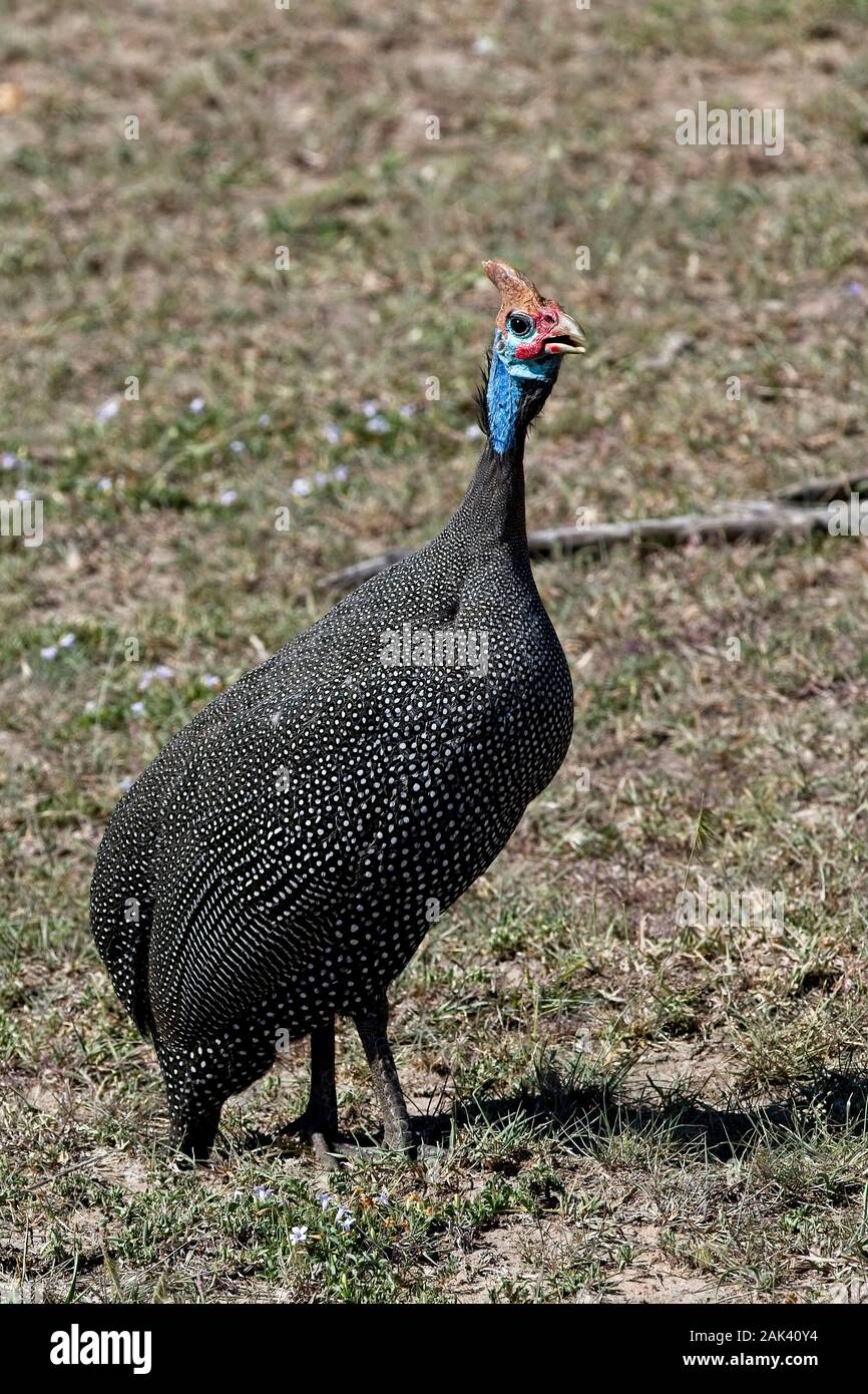 Helmeted Guineafowl, (Numida meleagris), calling, Maasai Mara, Kenya ...