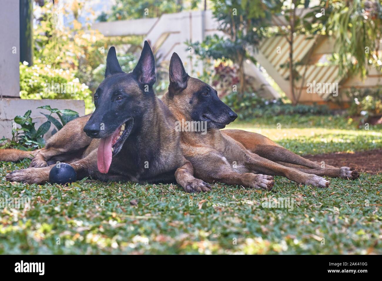 Belgian Malinois couple laying under a tree resting Stock Photo - Alamy