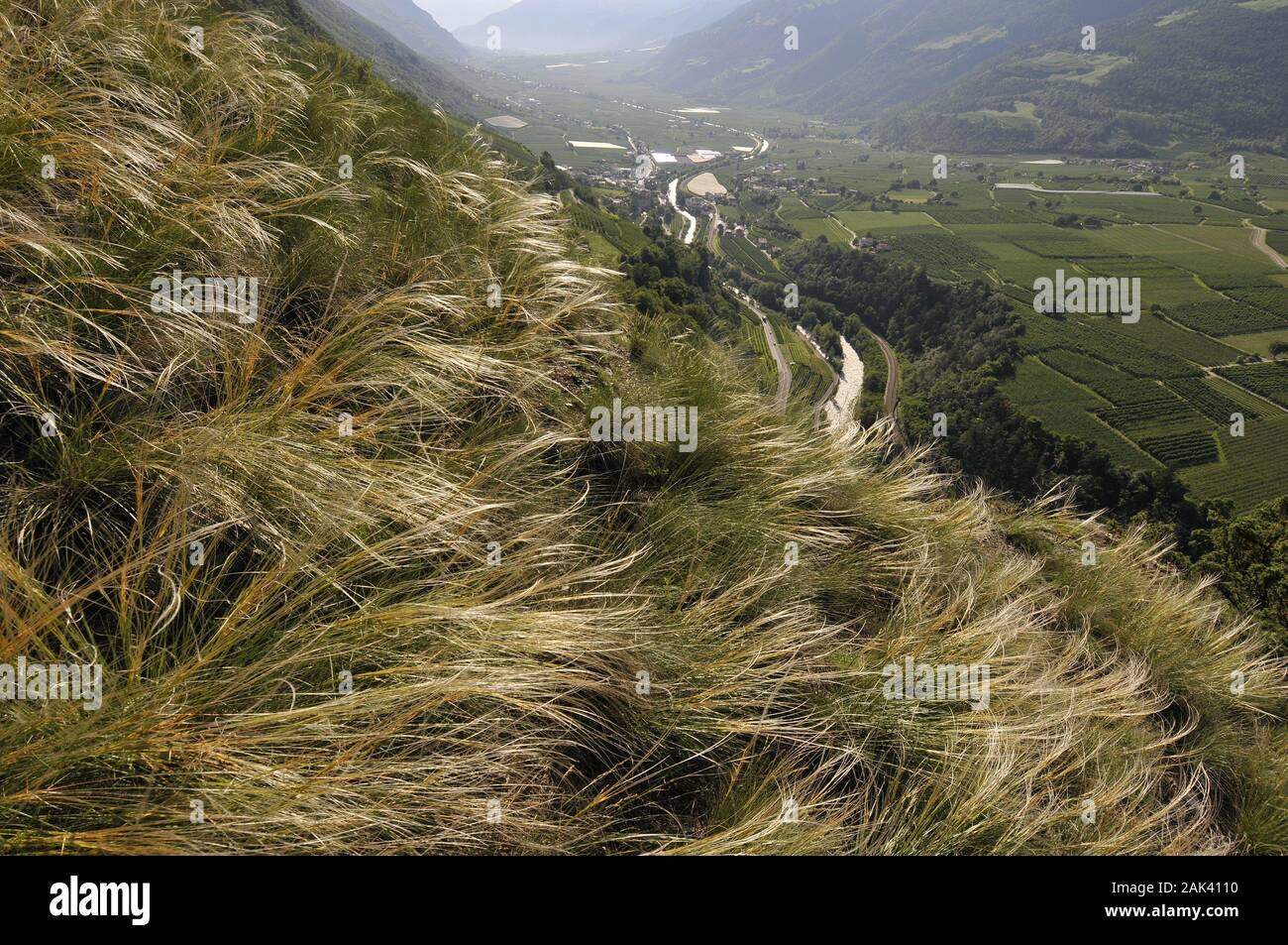Blick über das Steppengras am Ranzen, Südtirol, Italilen | usage ...