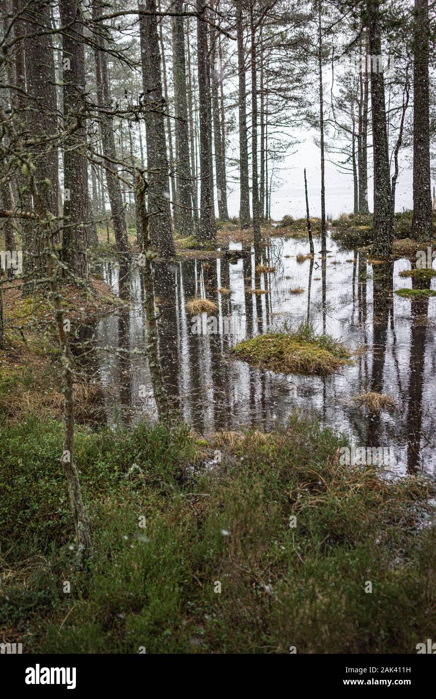 Snow falling in Abernethy Caledonian forest in the Cairngorms National ...