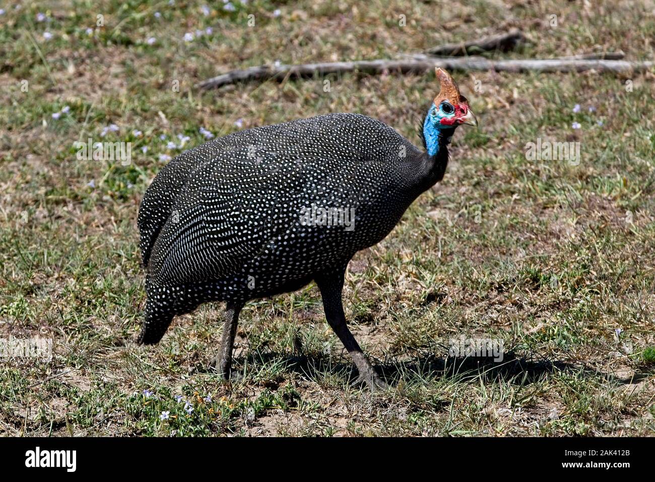 Helmeted Guineafowl, (Numida meleagris), Maasai Mara, Kenya Stock Photo ...