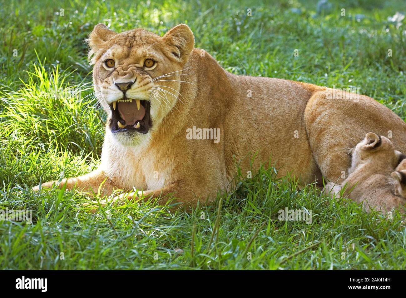Crying lion hi-res stock photography and images - Alamy