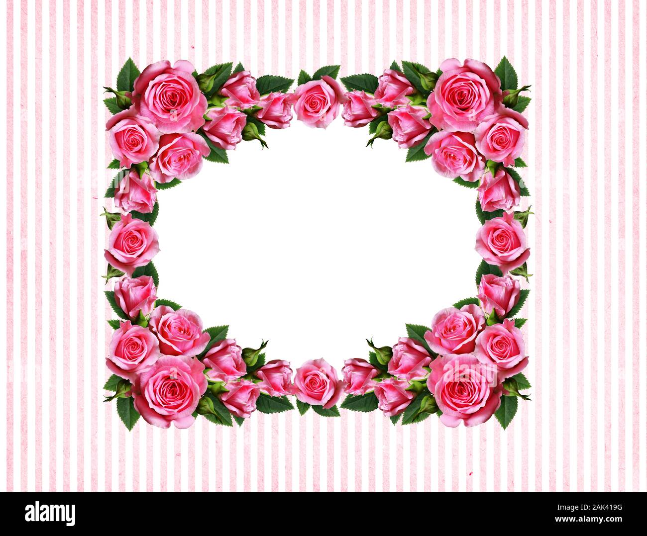 Pink rose flowers frame on white and striped background Stock Photo - Alamy
