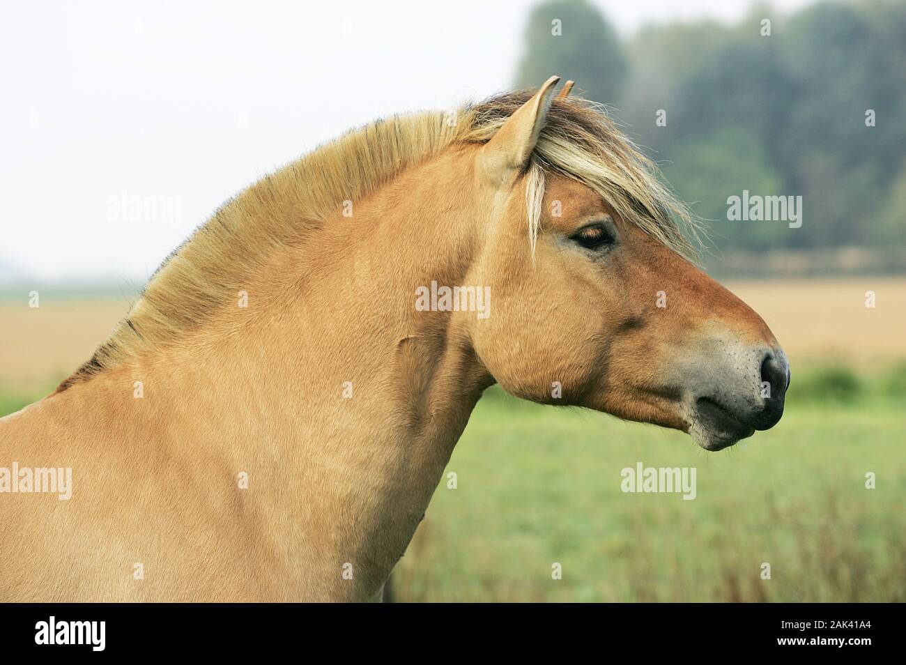 Norwegian fjord horse stallion standing hi-res stock photography and ...