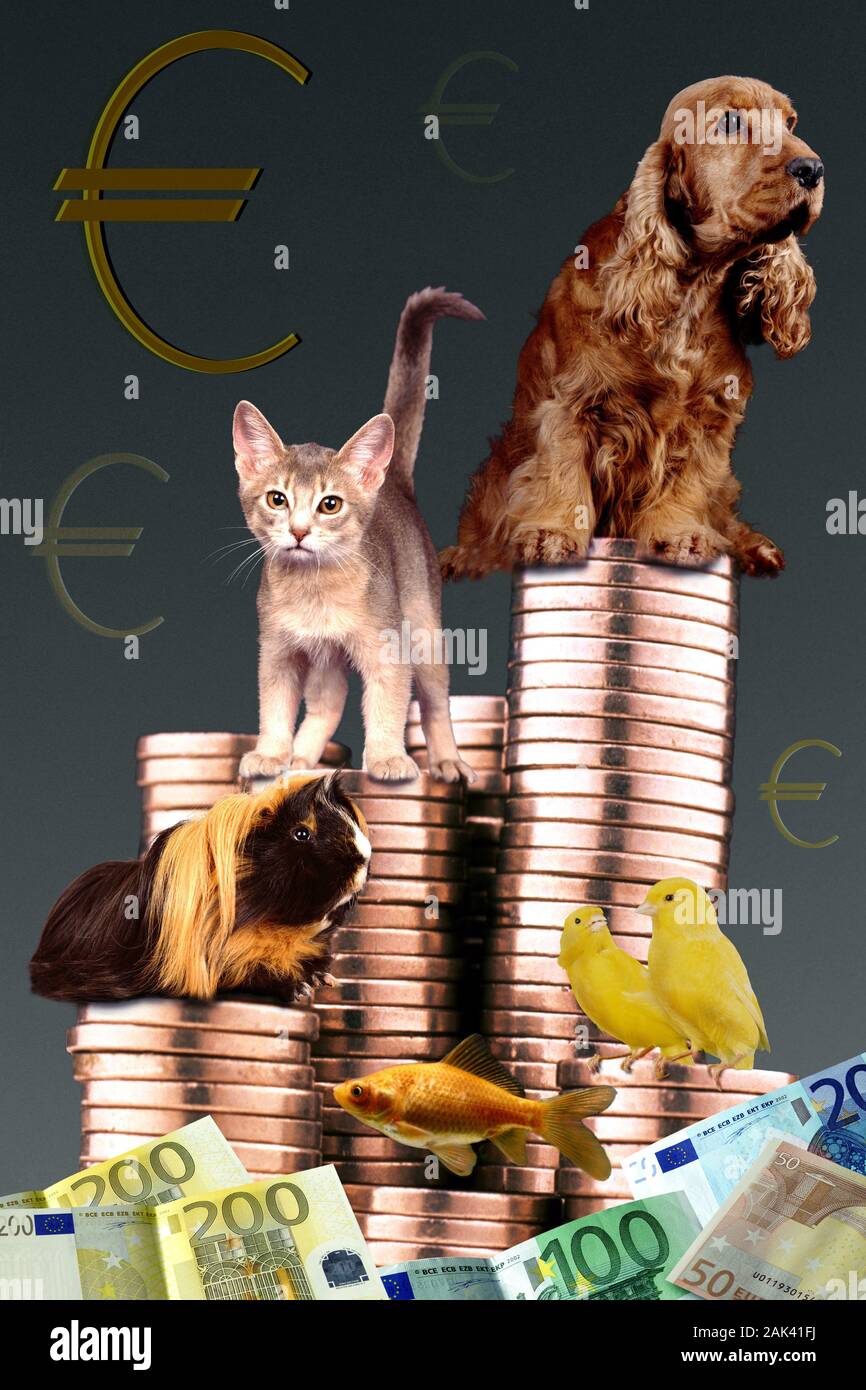 THE PRICE OF PETS, SYMBOL IMAGE Stock Photo - Alamy