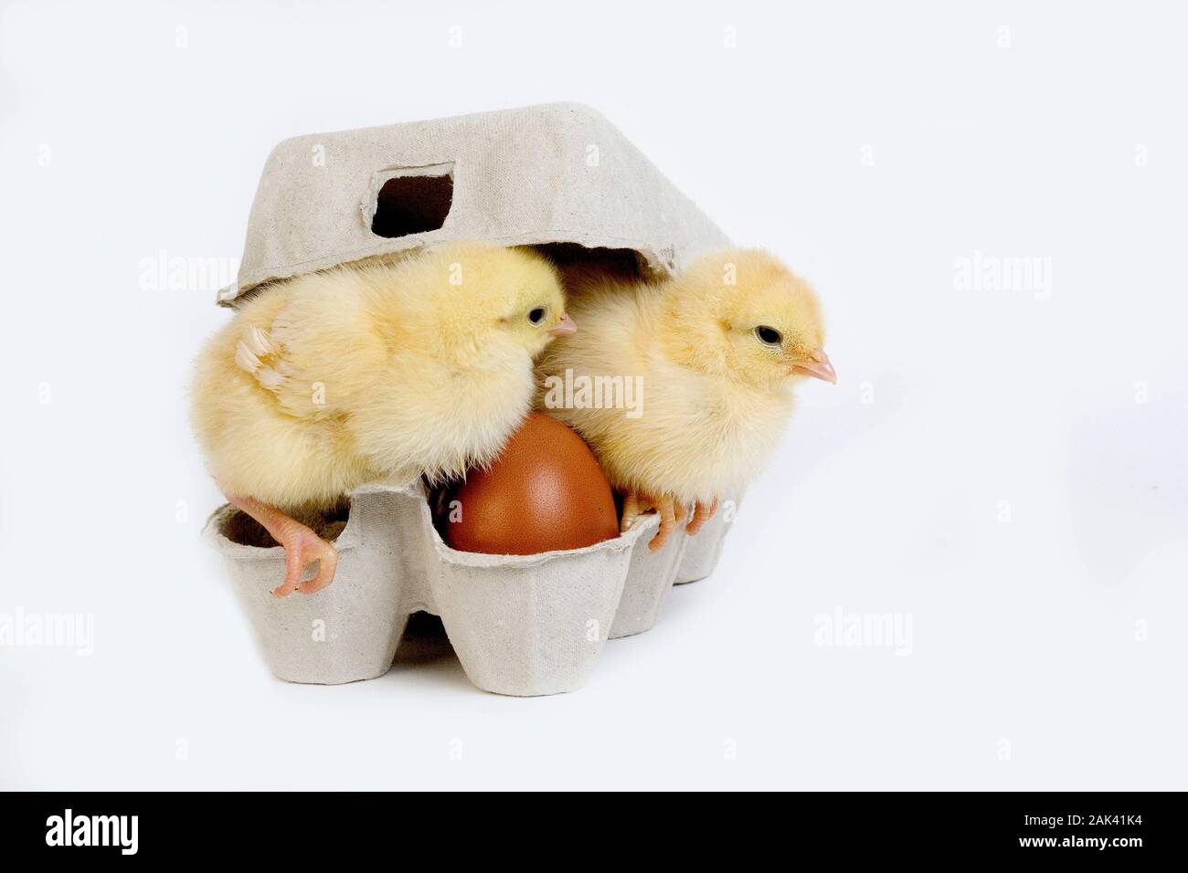 CHICKS IN EGGBOX AGAINST WHITE BACKGROUND Stock Photo - Alamy