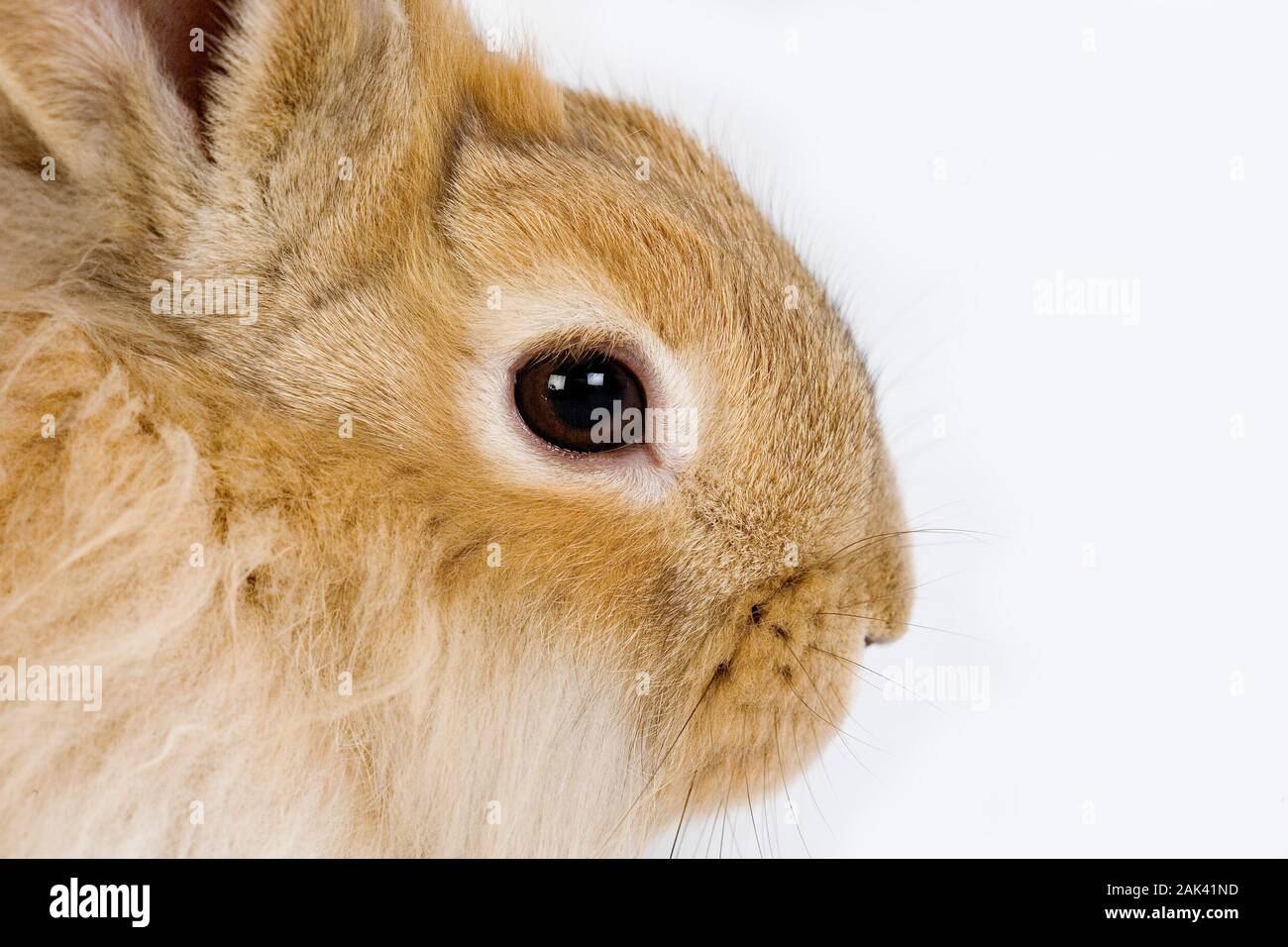 RED DWARF RABBIT AGAINST WHITE BACKGROUND Stock Photo - Alamy