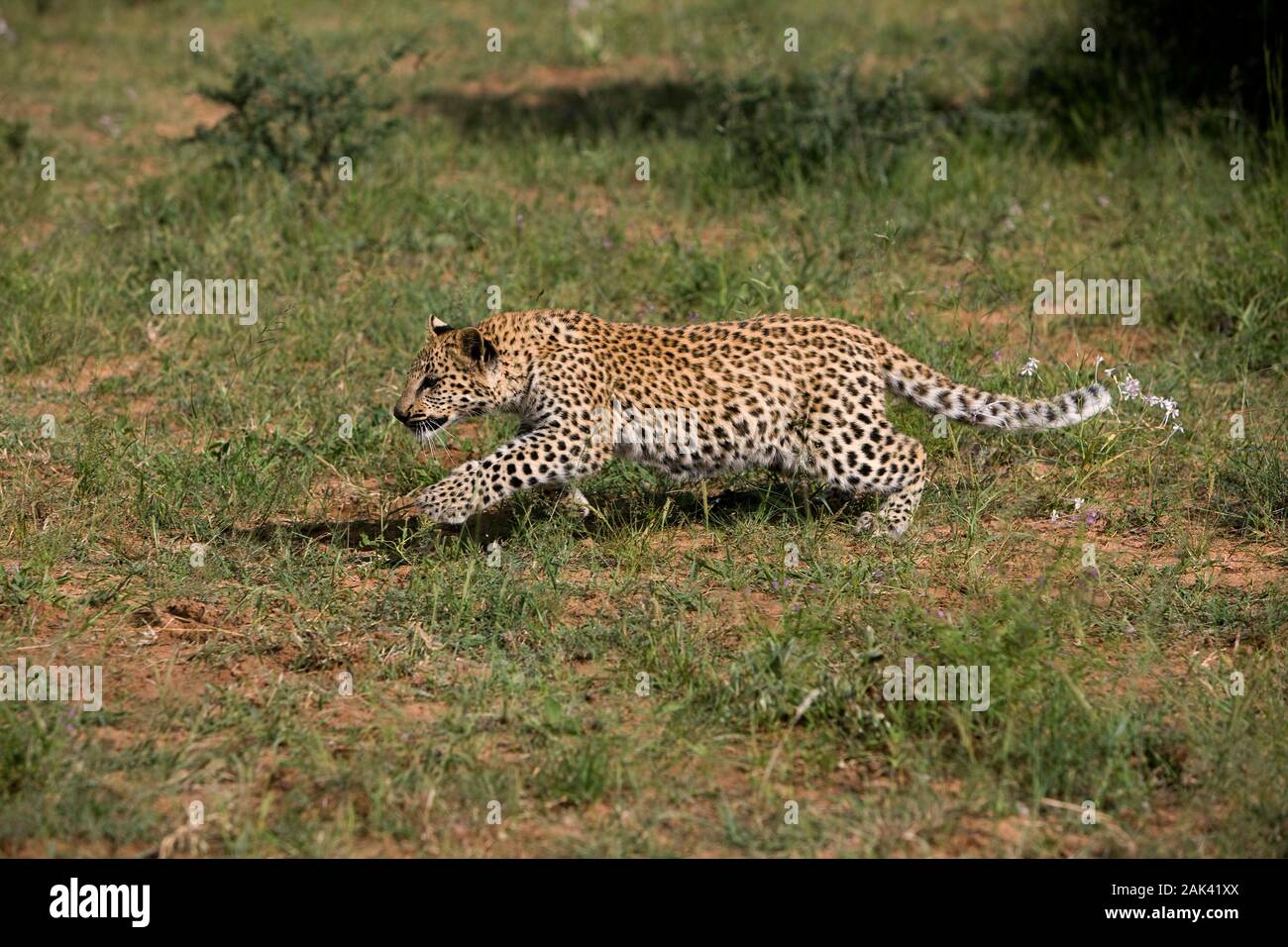 LEOPARD (4 MONTHS OLD CUB) panthera pardus, RUNNING THROUGH BUSH ...