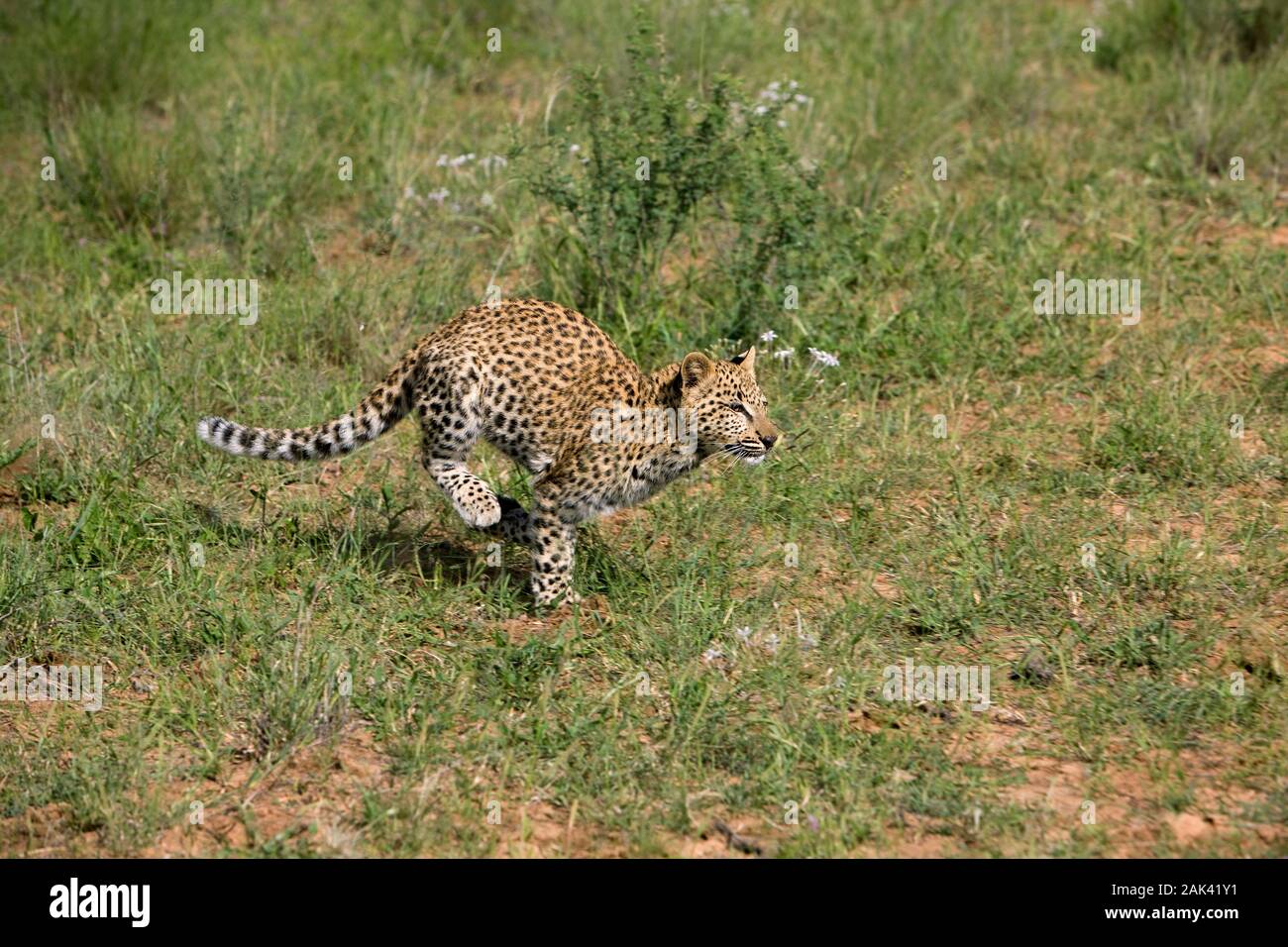 LEOPARD (4 MONTHS OLD CUB) panthera pardus, RUNNING THROUGH BUSH ...