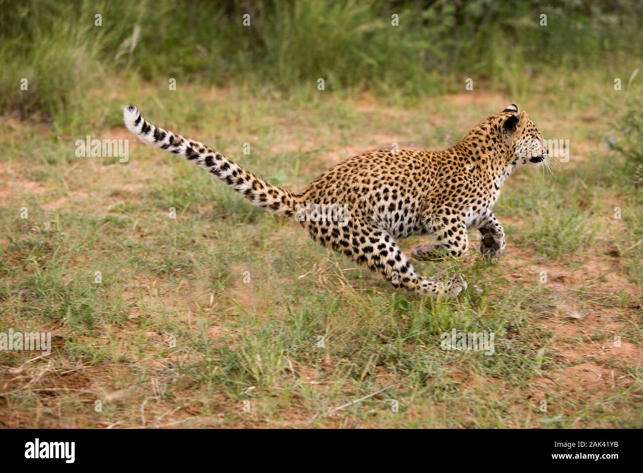LEOPARD (4 MONTHS OLD CUB) panthera pardus, RUNNING THROUGH BUSH ...