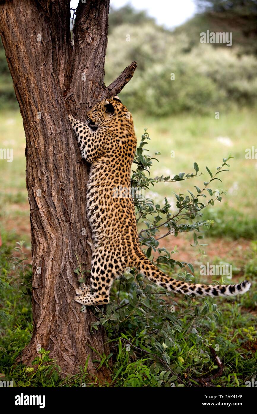 LEOPARD (4 MONTHS OLD CUB) panthera pardus, YOUND CLIMBING TREE TRUNK ...
