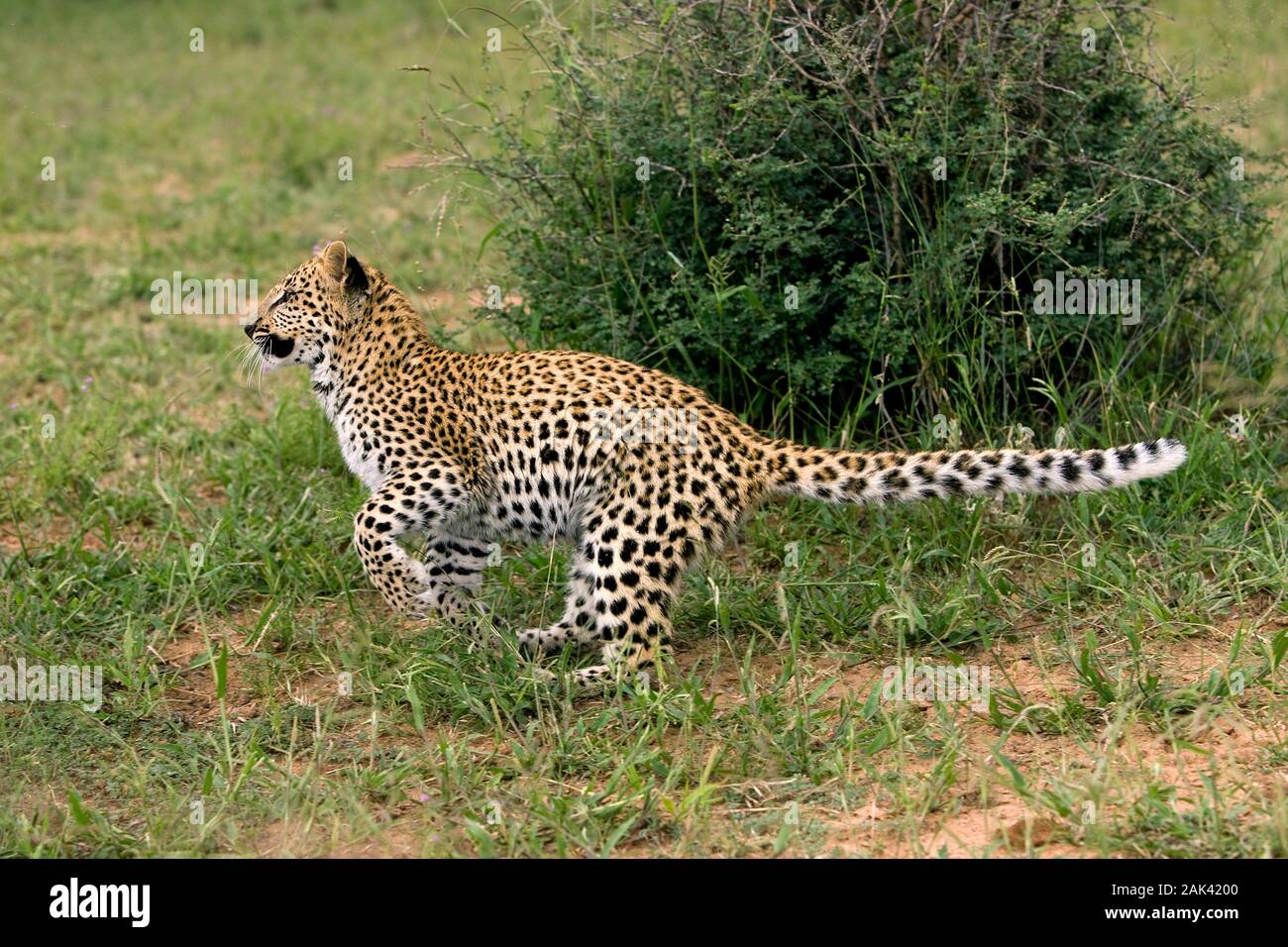 LEOPARD (4 MONTHS OLD CUB) panthera pardus, RUNNING THROUGH BUSH ...