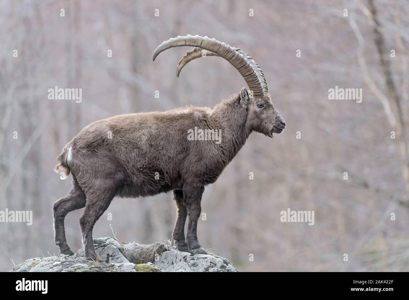 The Alpine ibex in the woodland (Capra ibex Stock Photo - Alamy