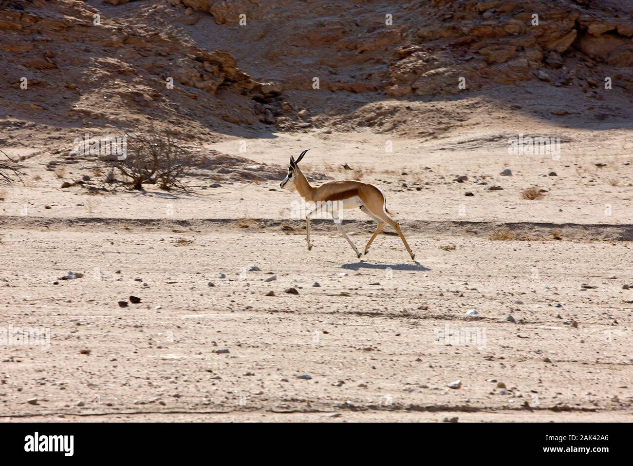 SPRINGBOK antidorcas marsupialis, NAMIB DESERT, NAMIBIA Stock Photo - Alamy