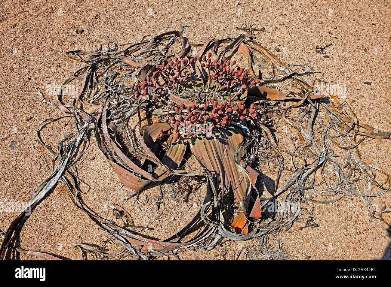 WELWITSCHIA welwitschia mirabilis, NAMIB DESERT IN NAMIBIA Stock Photo ...
