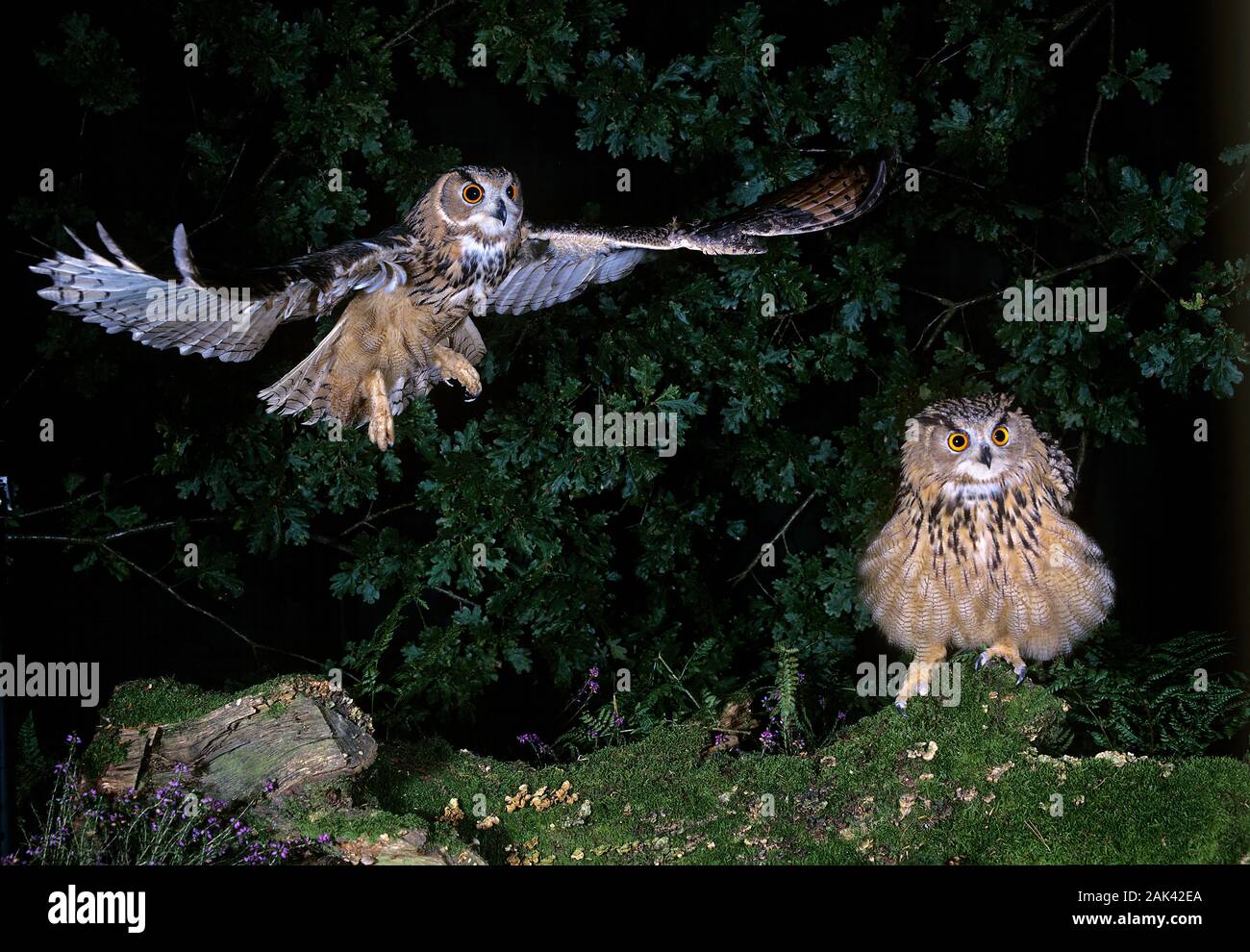 EUROPEAN EAGLE OWL bubo bubo, ADULT IN FLIGHT, NORMANDY IN FRANCE Stock ...