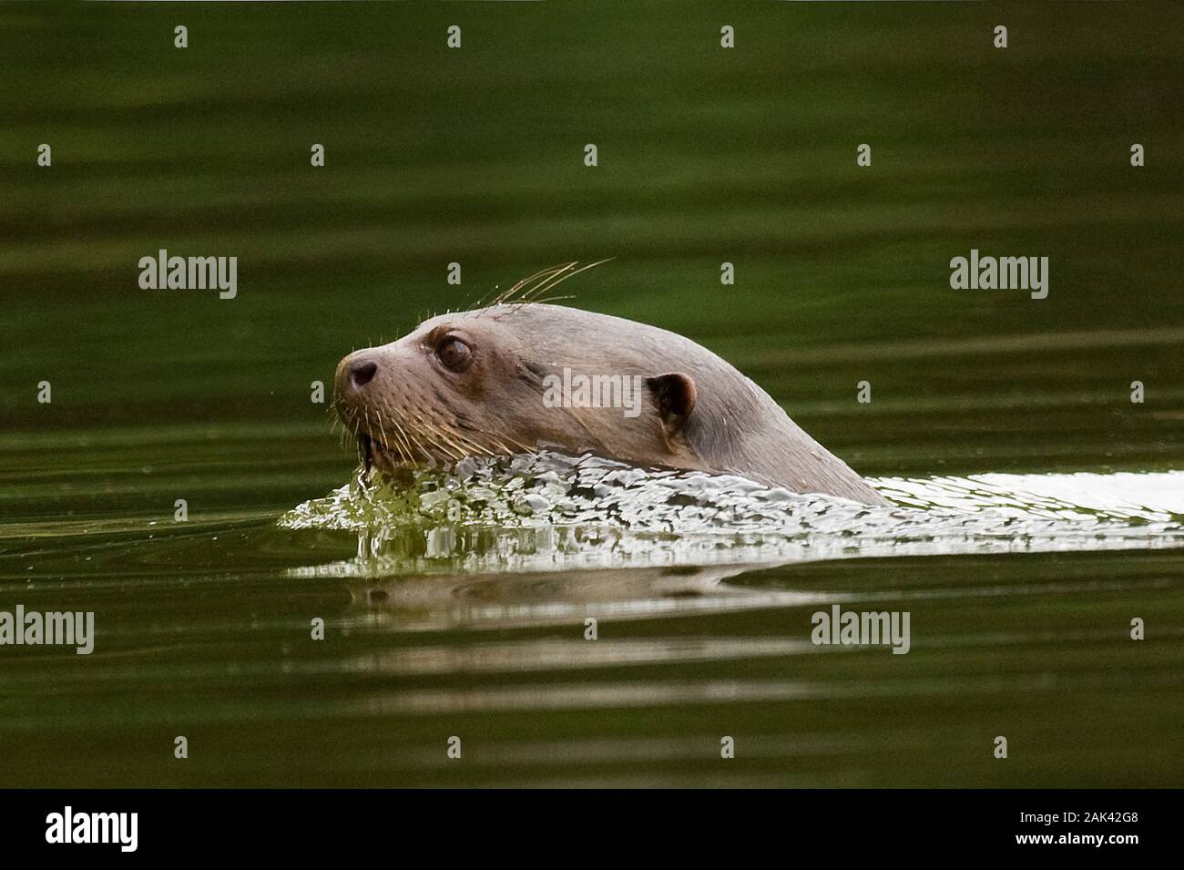 GIANT OTTER pteronura brasiliensis, ADULT, MANU NATIONAL PARC IN PERU ...