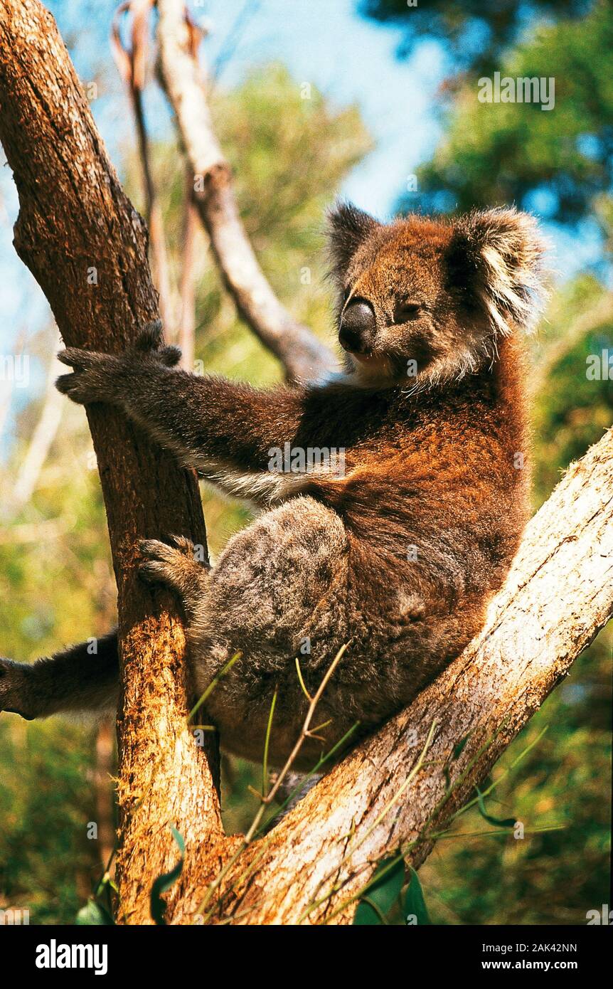 Koala in Kangaroo Island, Australien | usage worldwide Stock Photo - Alamy