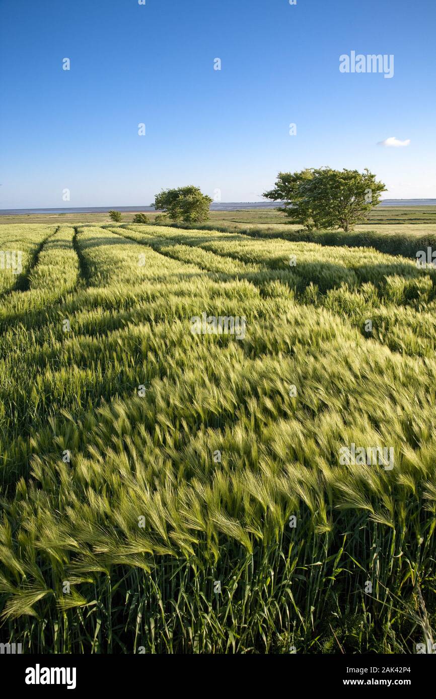 Gerstenfeld bei Goting, Föhr, Nordfriesland, Schleswig-Holstein ...
