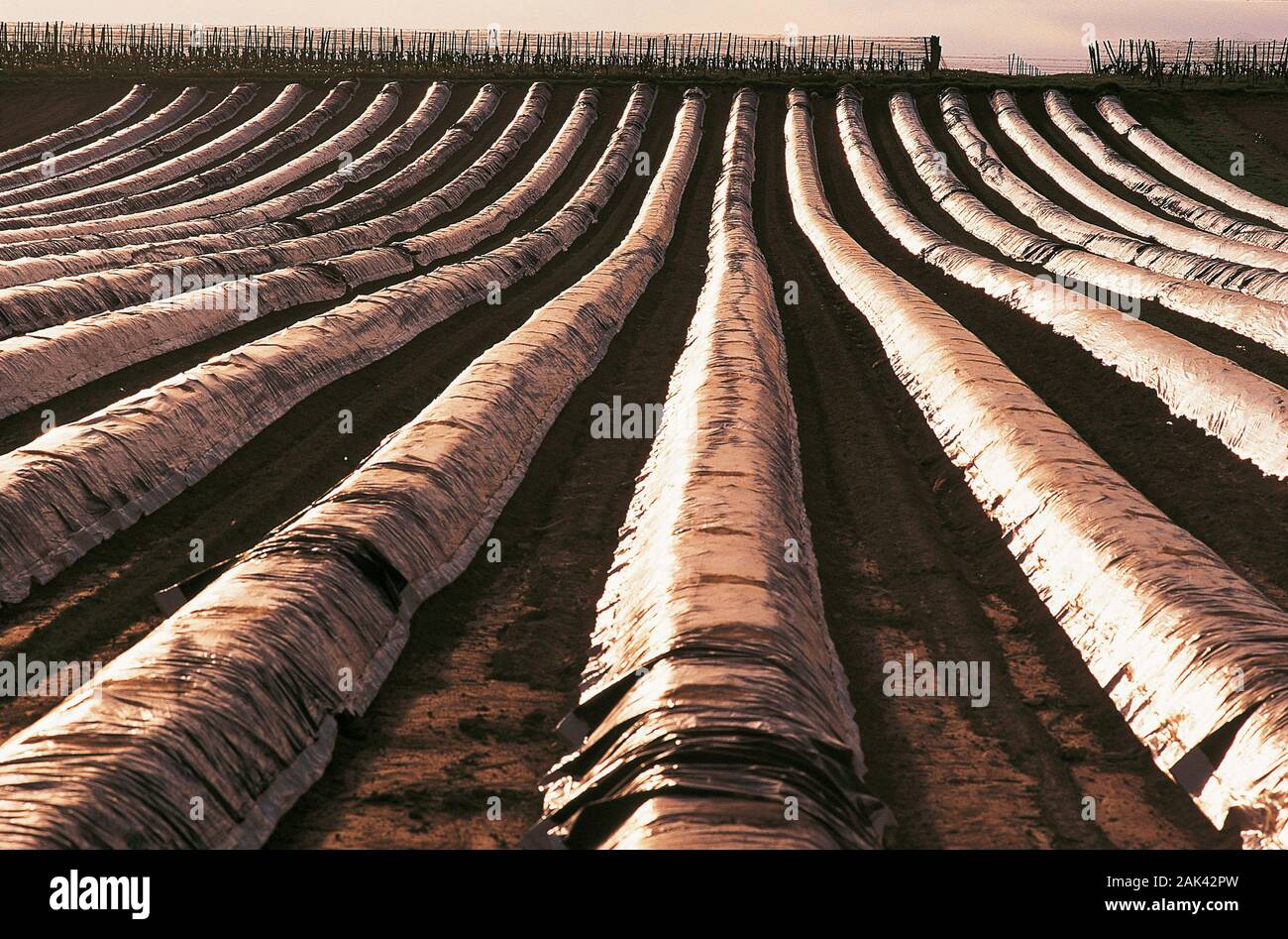 Spargelfeld in Tuniberg, Deutschland | usage worldwide Stock Photo - Alamy