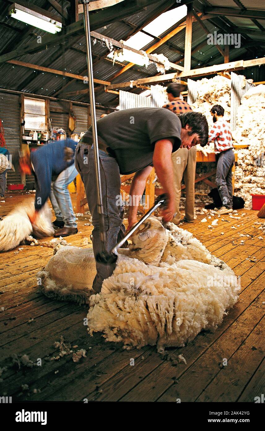 National Wool Museum in Geelong, Australien | usage worldwide Stock ...