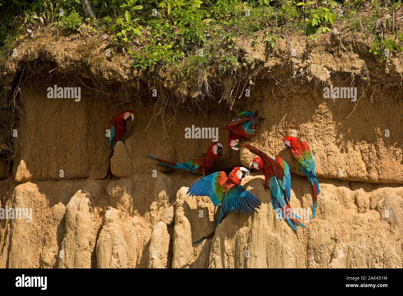 RED-AND-GREEN MACAW ara chloroptera, GROUP EATING CLAY, CLIFF AT MANU ...
