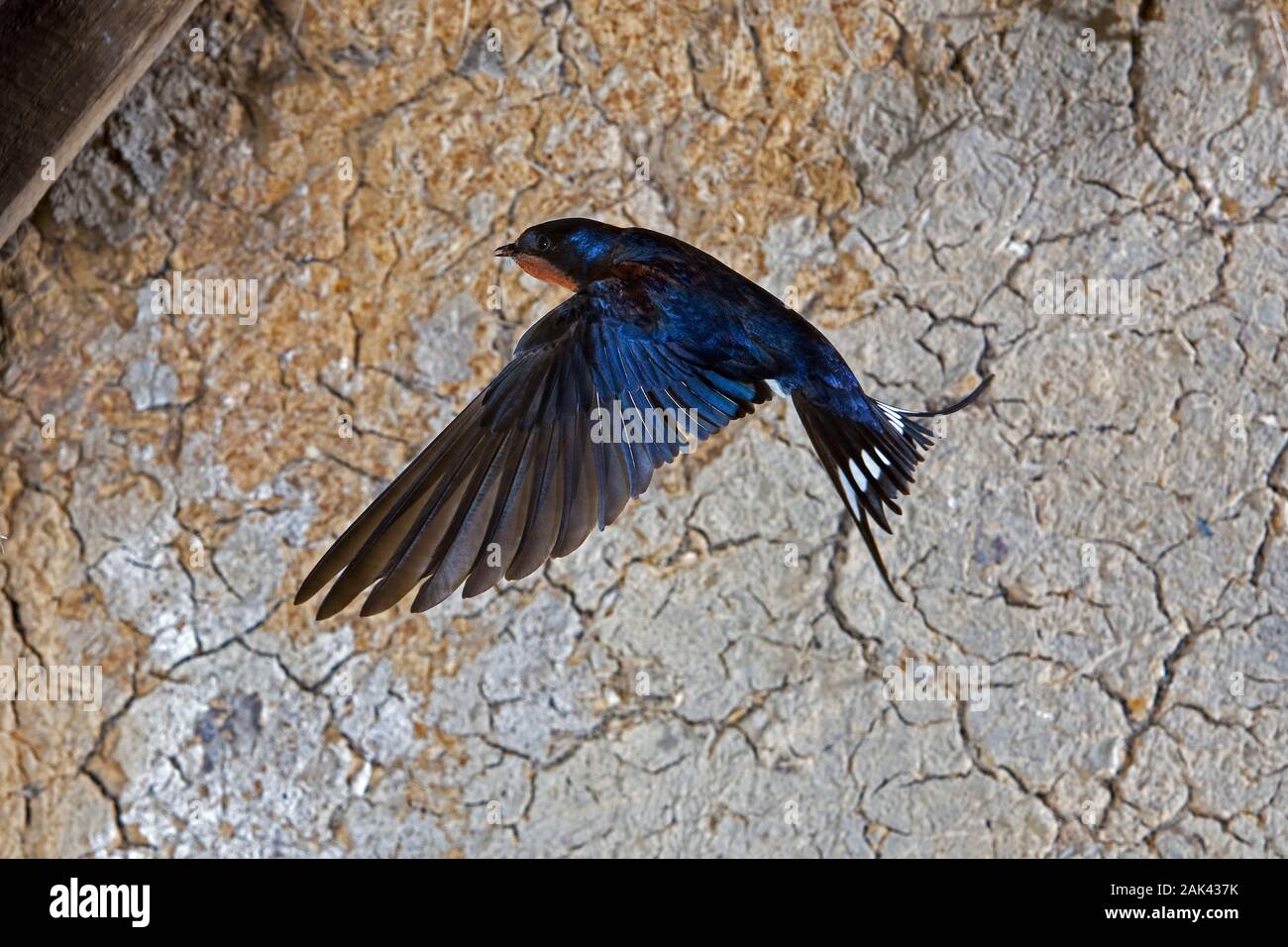 BARN SWALLOW OR EUROPEAN SWALLOW hirundo rustica, ADULT IN FLIGHT ...