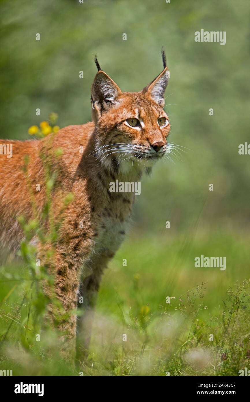 Lynx russia cat hi-res stock photography and images - Alamy